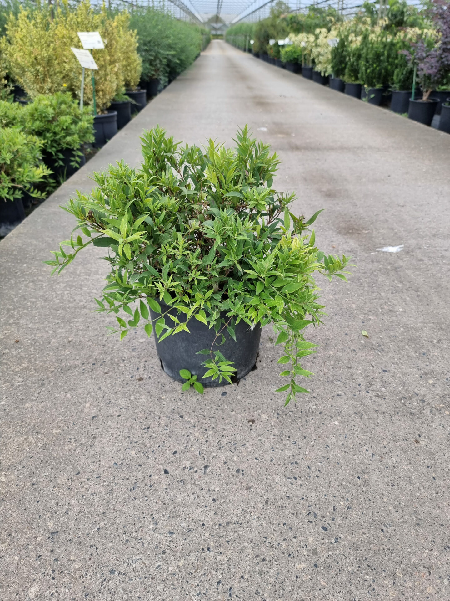 DEUTZIA NANA NIKKO V9LT (24) - Coplant