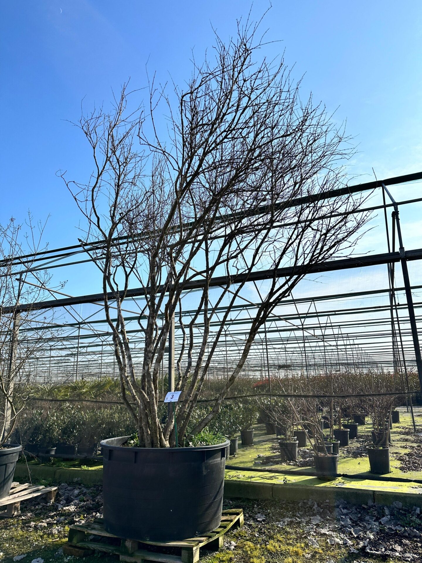 PUNICA GRANATUM MULTISTEM V600LT ESEMPLARE N°3 - Coplant