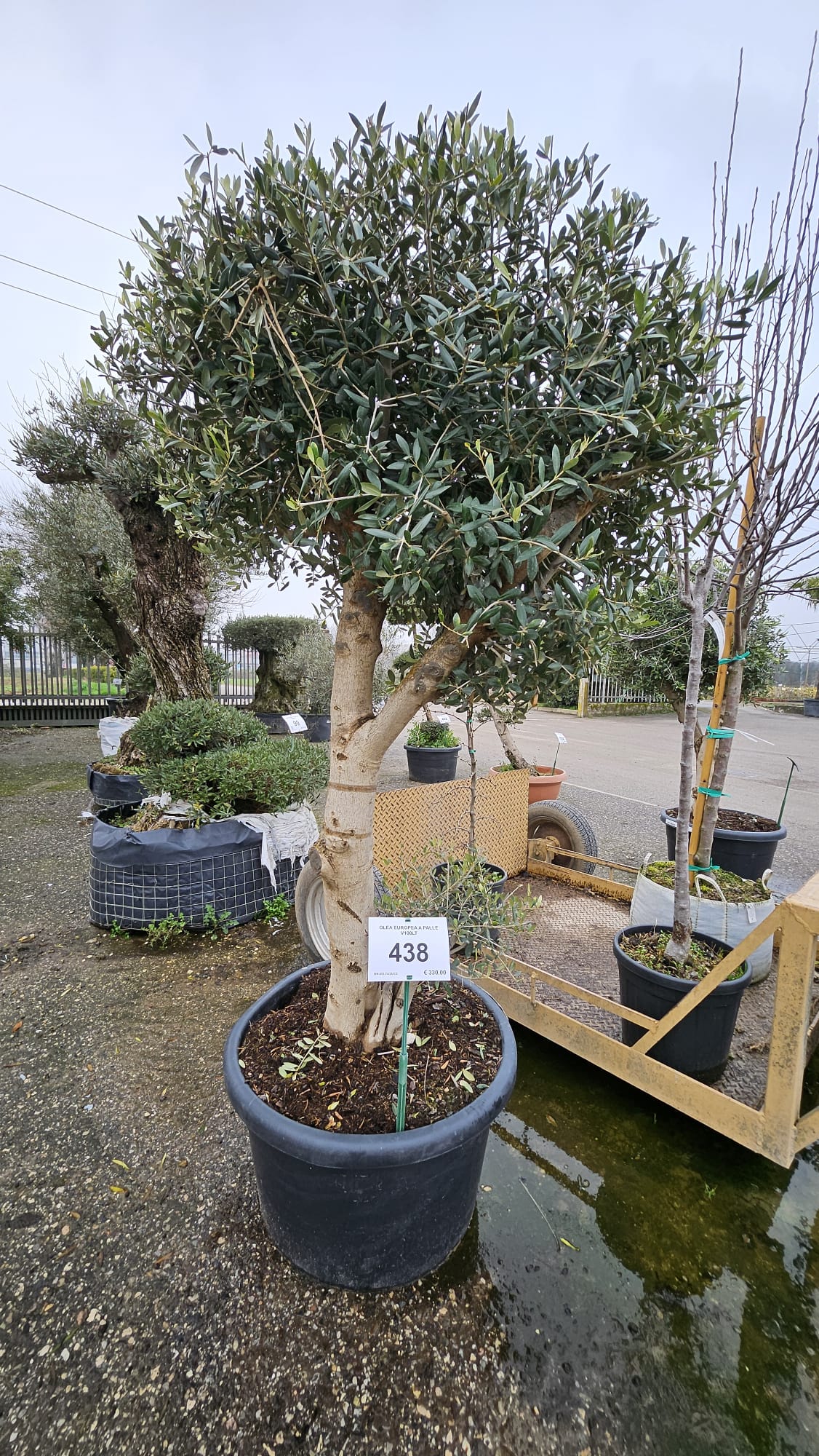 OLEA EUROPEA A PALLA V180LT ESEMPLARE N°438 - Coplant