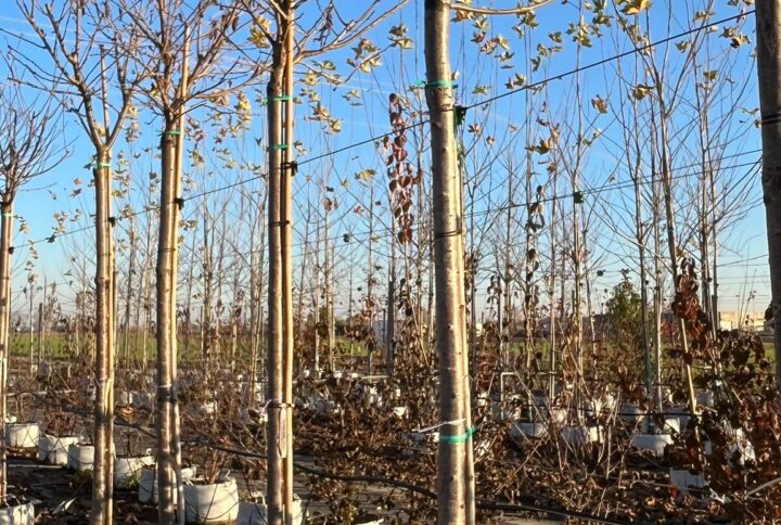 PRUNUS SERRULATA TAI HAKU CRF 18/20 VASO - Coplant